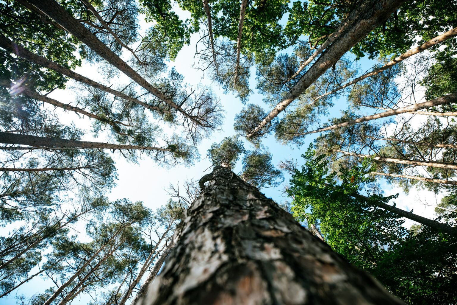Forestry task force put into place | Around and About